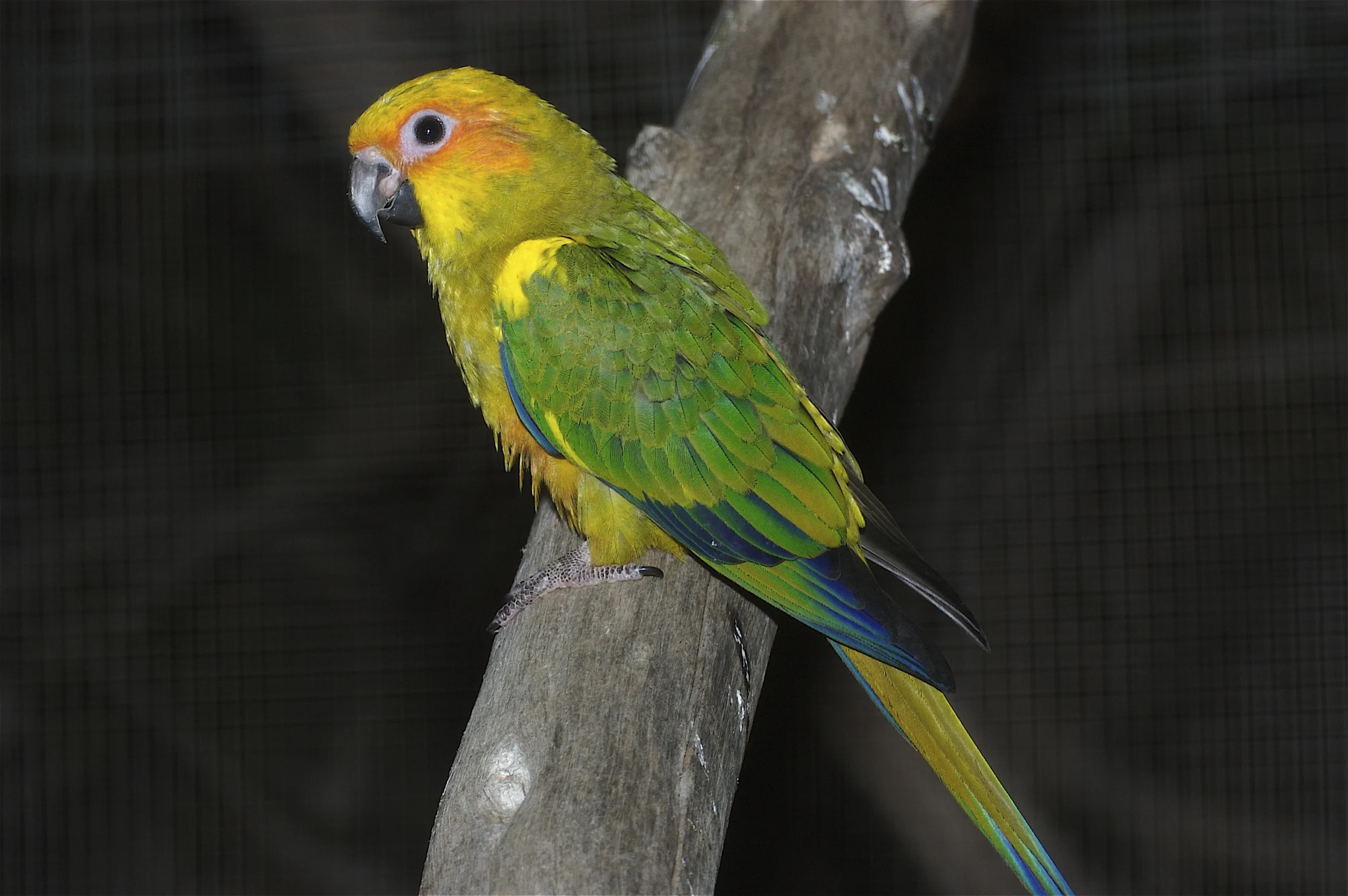 Cotorra del sol – Monkey Park